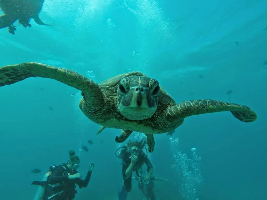 Marine Biology Camps & High School Summer Programs