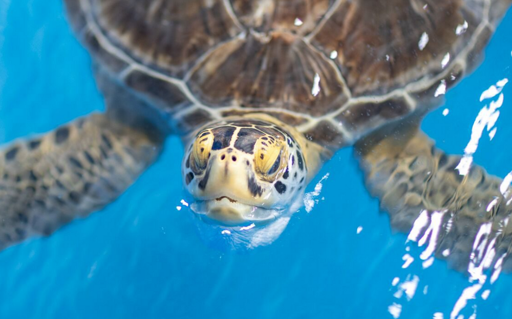 Marine Biology Camps & High School Summer Programs